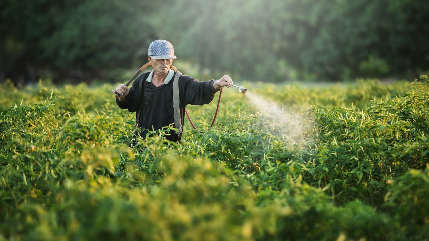 Farming as a Service (FaaS) – WeFarm