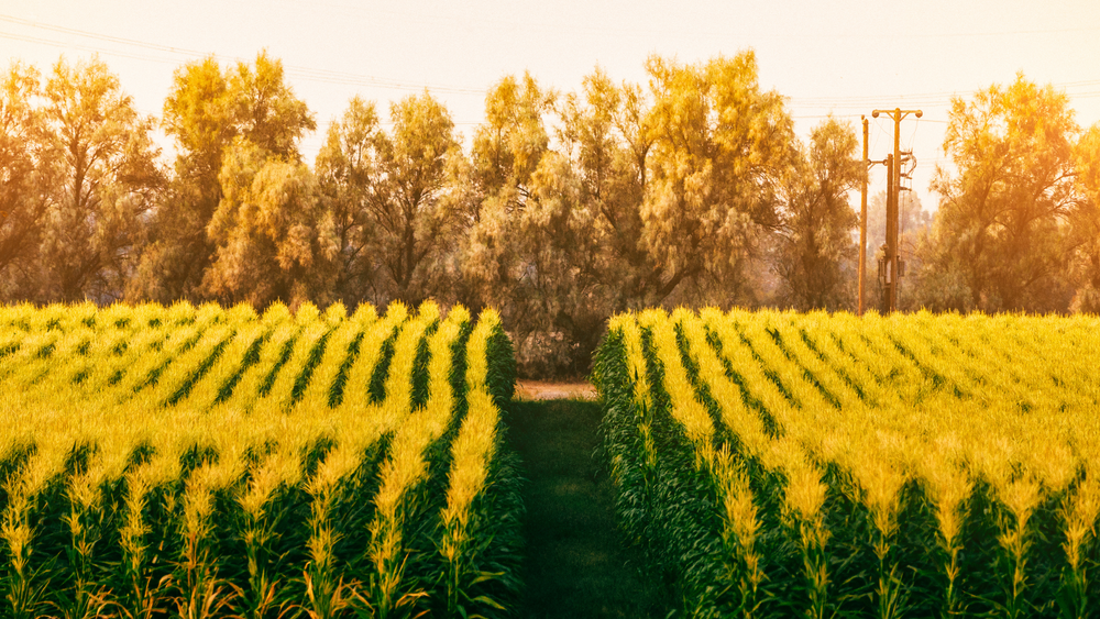 Farming as a Service (FaaS) – WeFarm