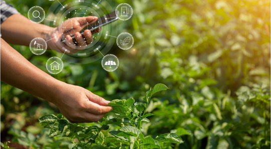 Boş tarlandan para kazan | WeFarm – WeFarm